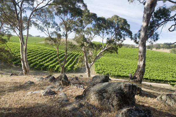 Our Vineyards | Nova Vita Wines